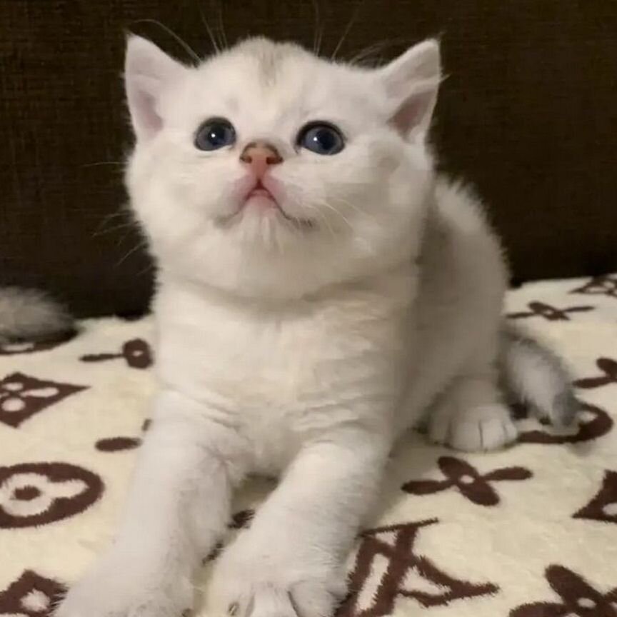 Британский короткошёрстный котёнок
