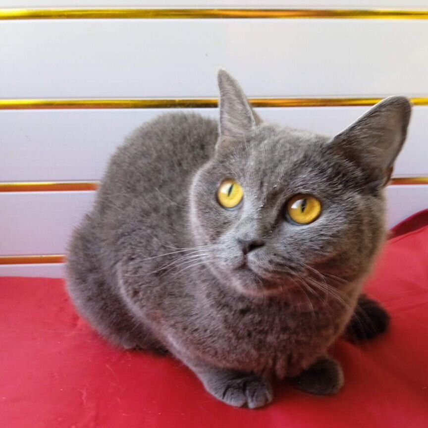 Британка в добрые руки