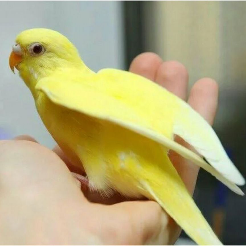 Волнистый попугай ручной черноклювик