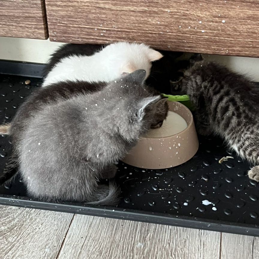 Отдам котят в добрые руки