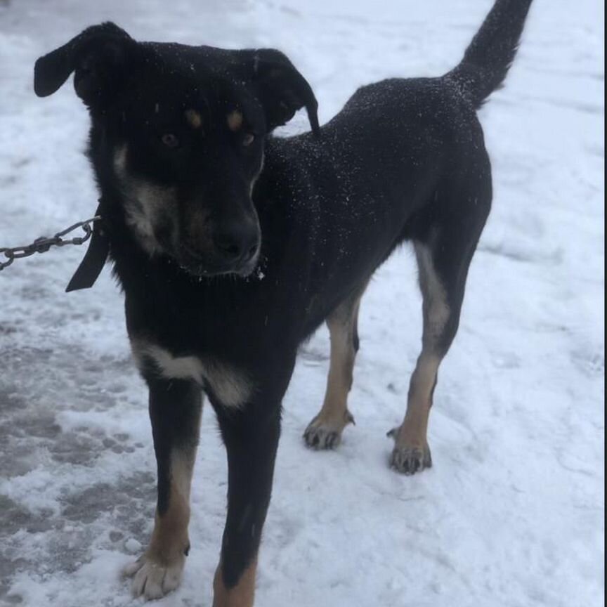 Собака в добрые руки