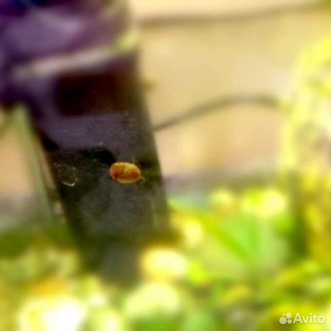 Улитки катушки/планорбиты