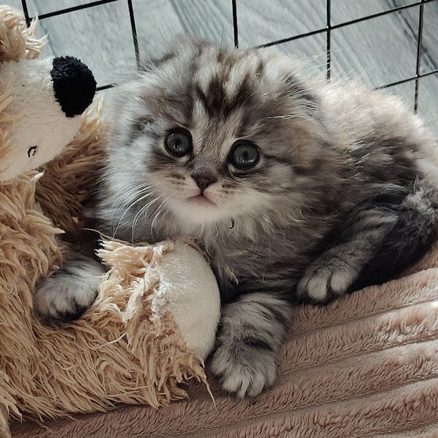 Шотландский вислоухий длинношёрстный котёнок