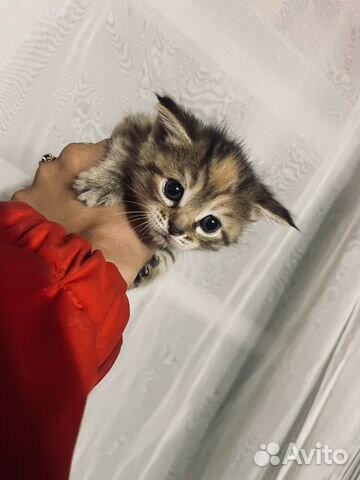 Котята бенгальского окраса