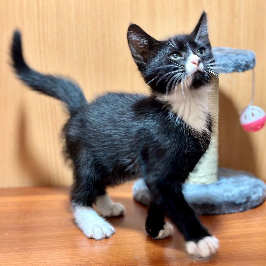 Котёнок в добрые руки