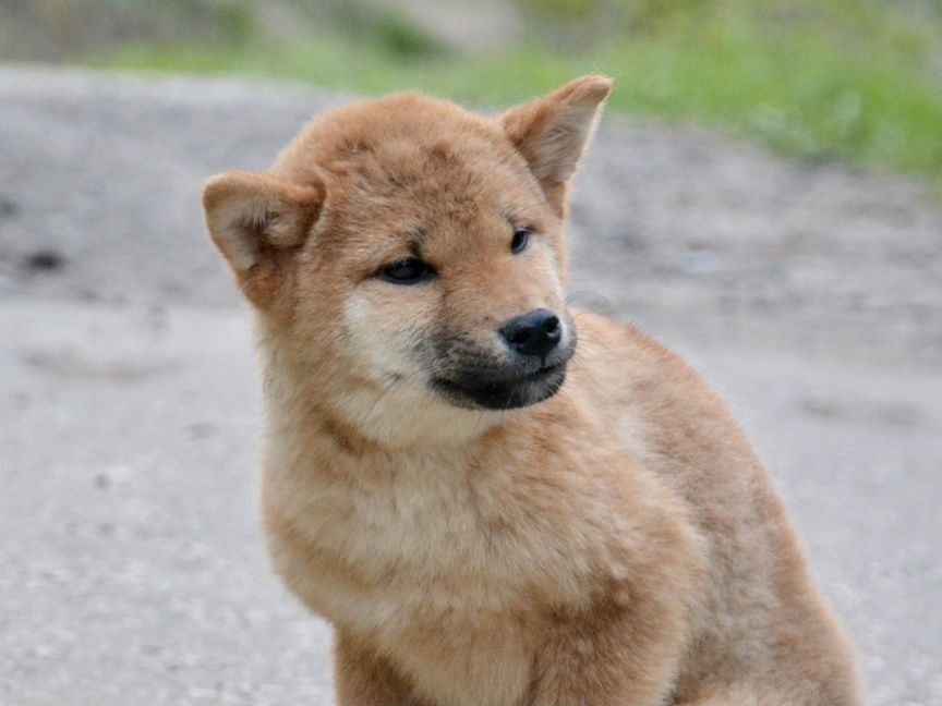 Сибу ину щенок мальчик