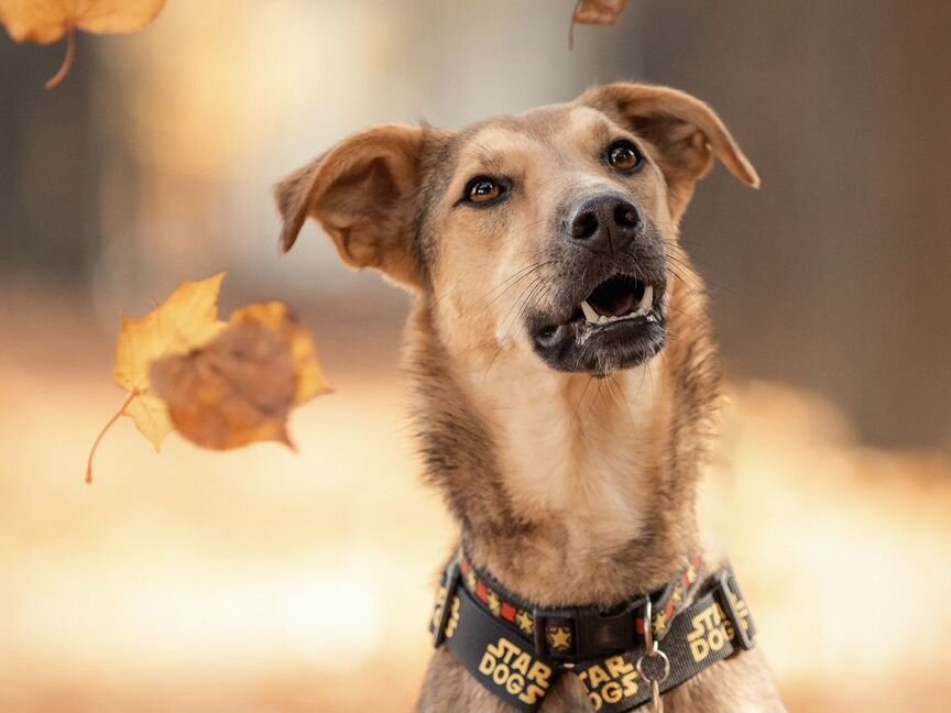 Фанта ищет дом