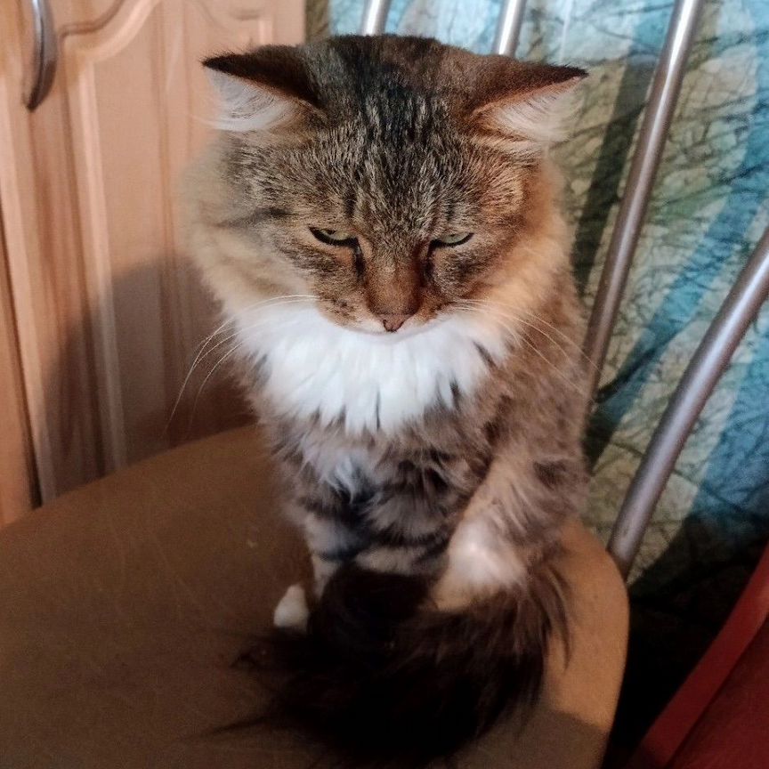 Кот