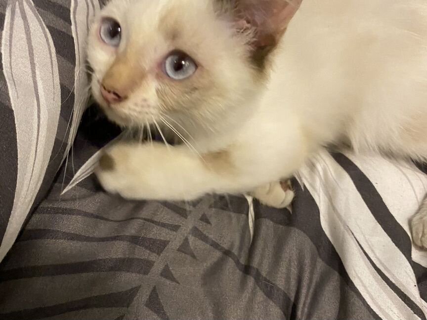 Котята