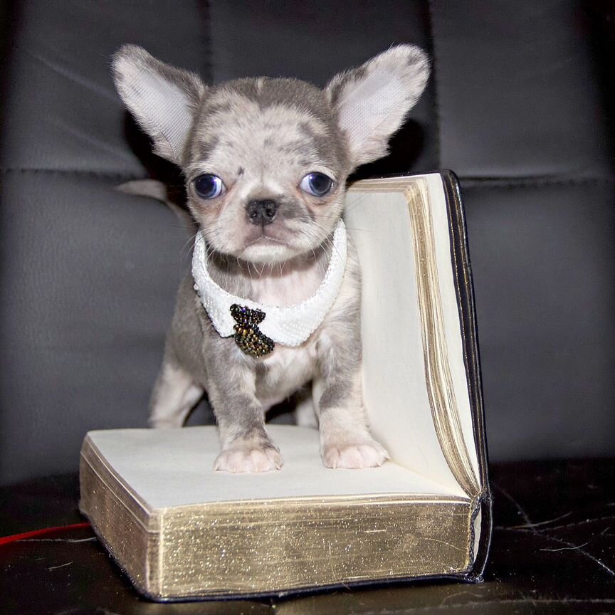 Чихуахуа Роскошный гномик