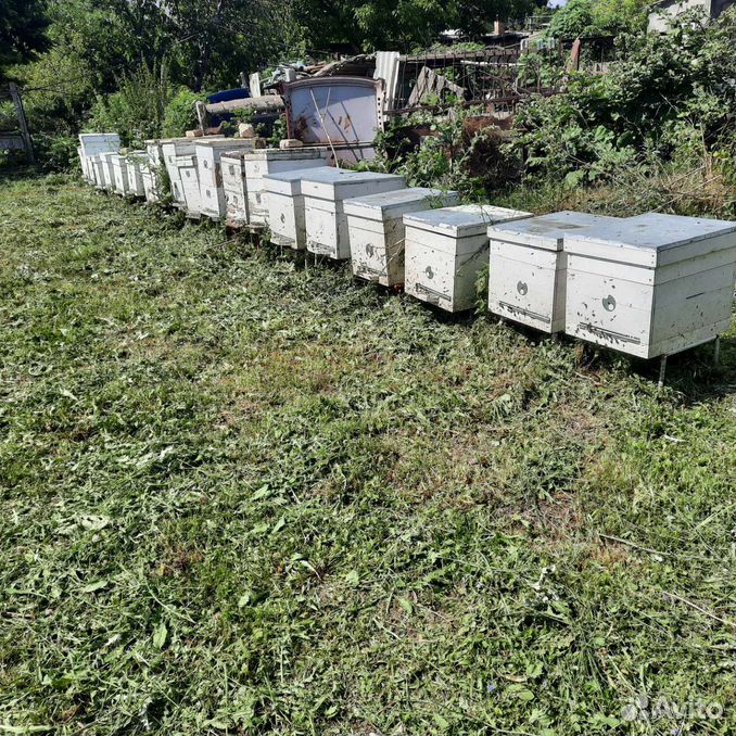 Продам пасеку