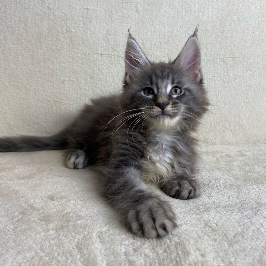 Шикарные котята мейн кун. Мальчик и девочка