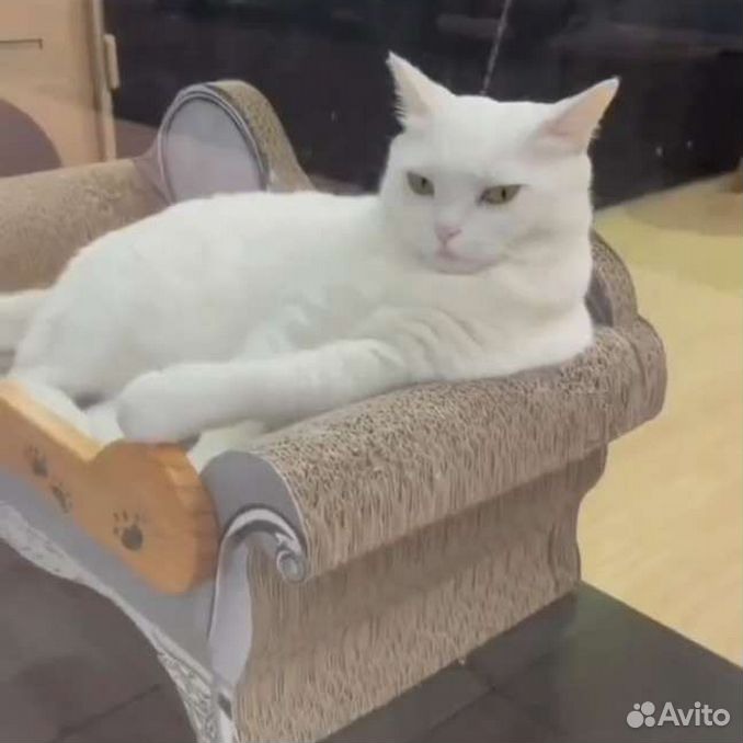 Белый британец Маша