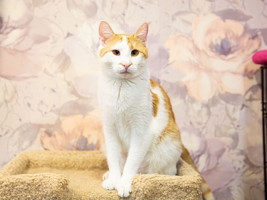 Котик косоглазенький в добрые ручки