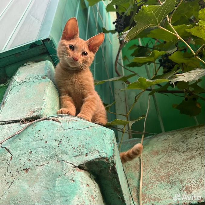 Котенок корниш-рекс