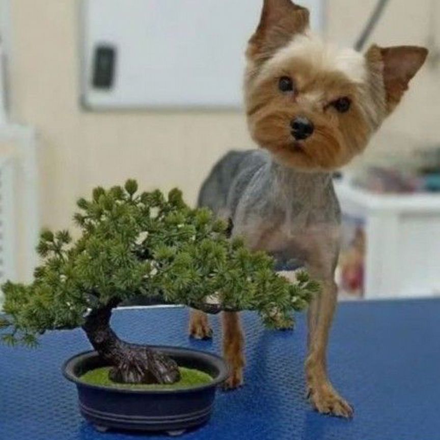 Йоркширский терьер Центральный р-н