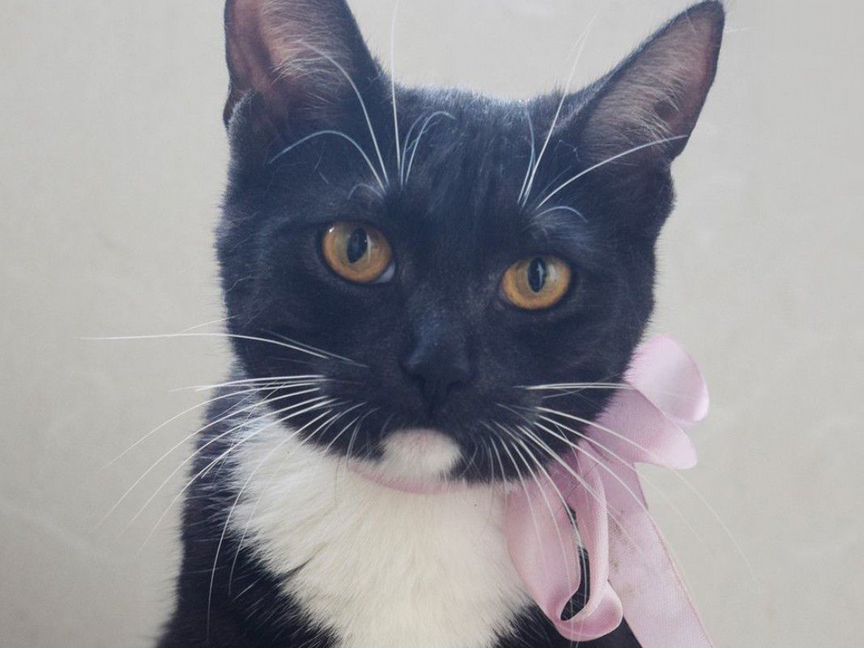 Белые носочки и нежная душа Лилу