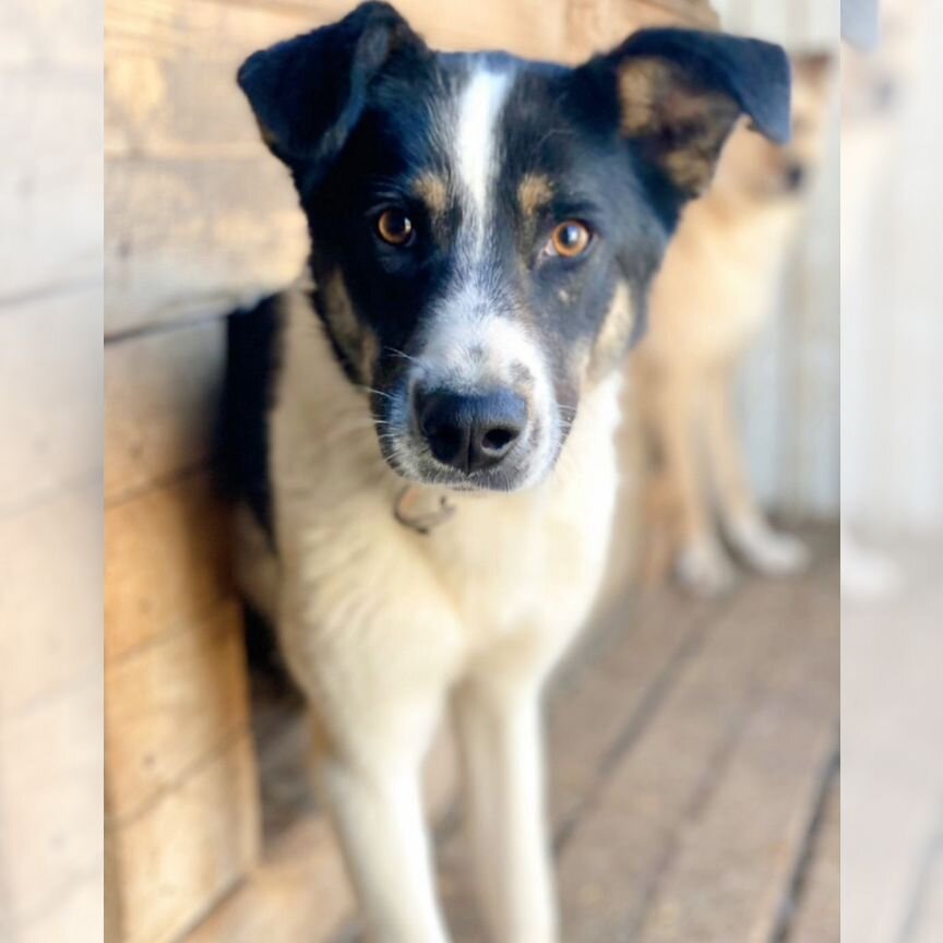 Взрослый пёс в добрые руки