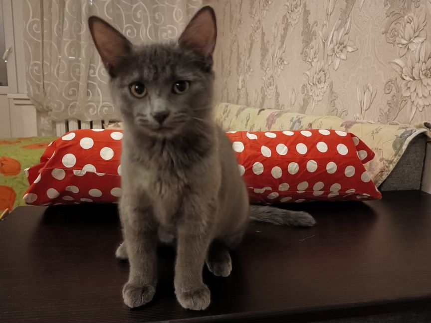 Котёнок Шейла, 5 месяцев в добрые руки