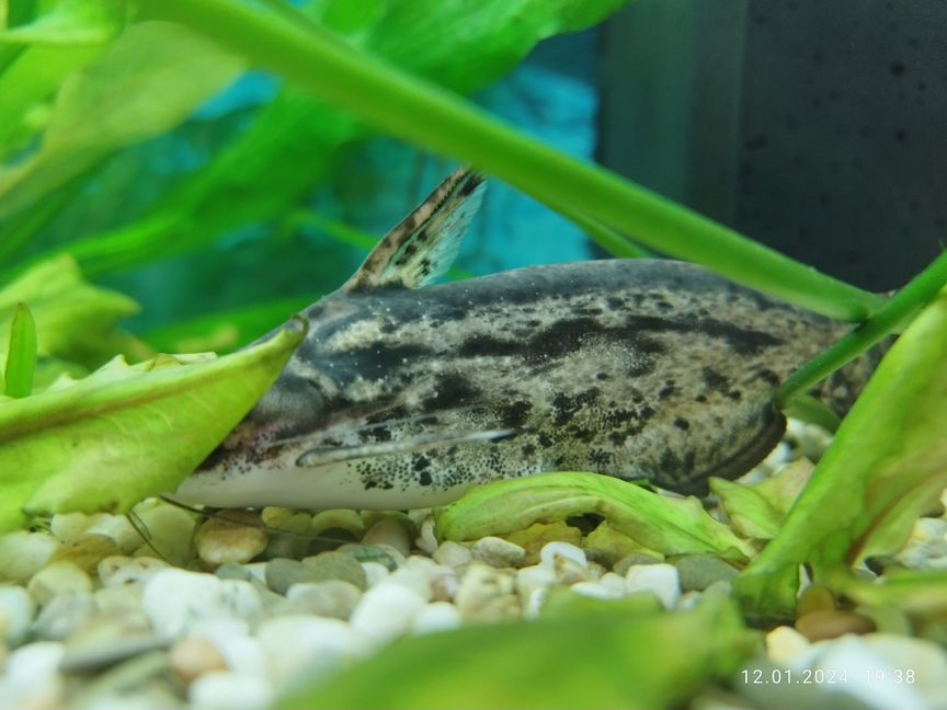 Сом Фишера (коряжка,головешка)