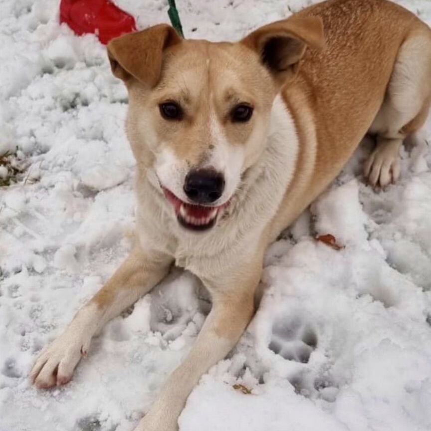 Взрослый пёс в добрые руки