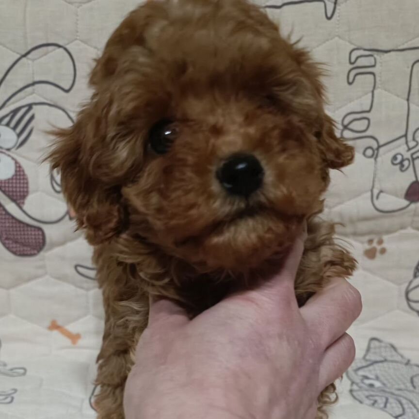 Пудель, щенок