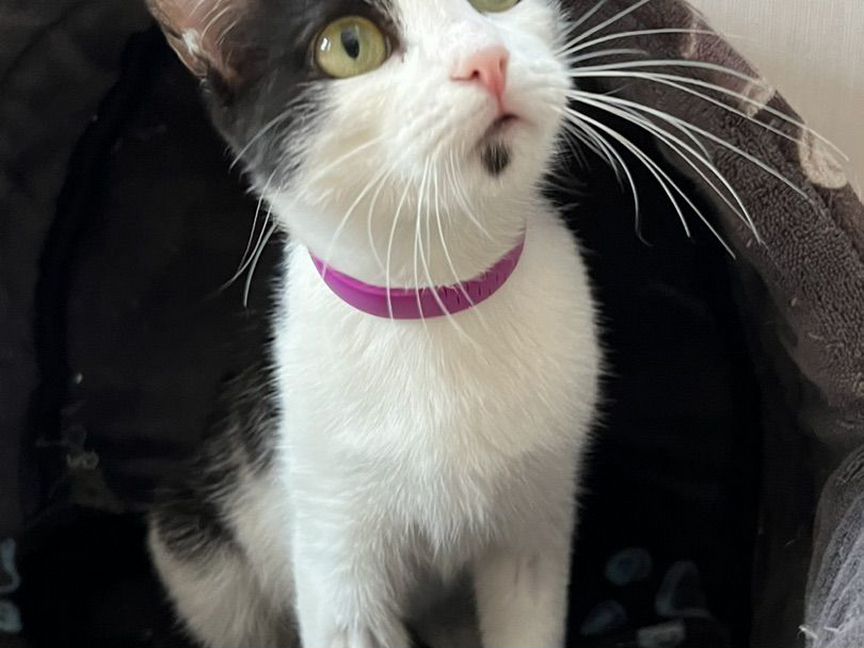 Кошка черно-белая