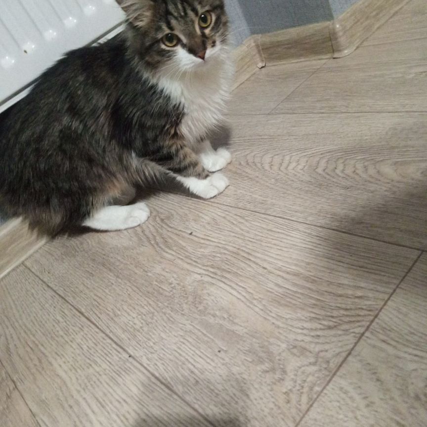 Адам кота добрые руки