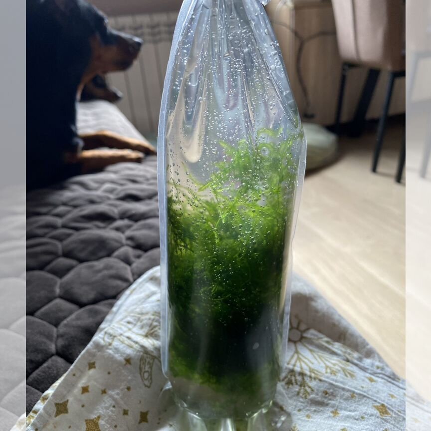 Мох рождественский