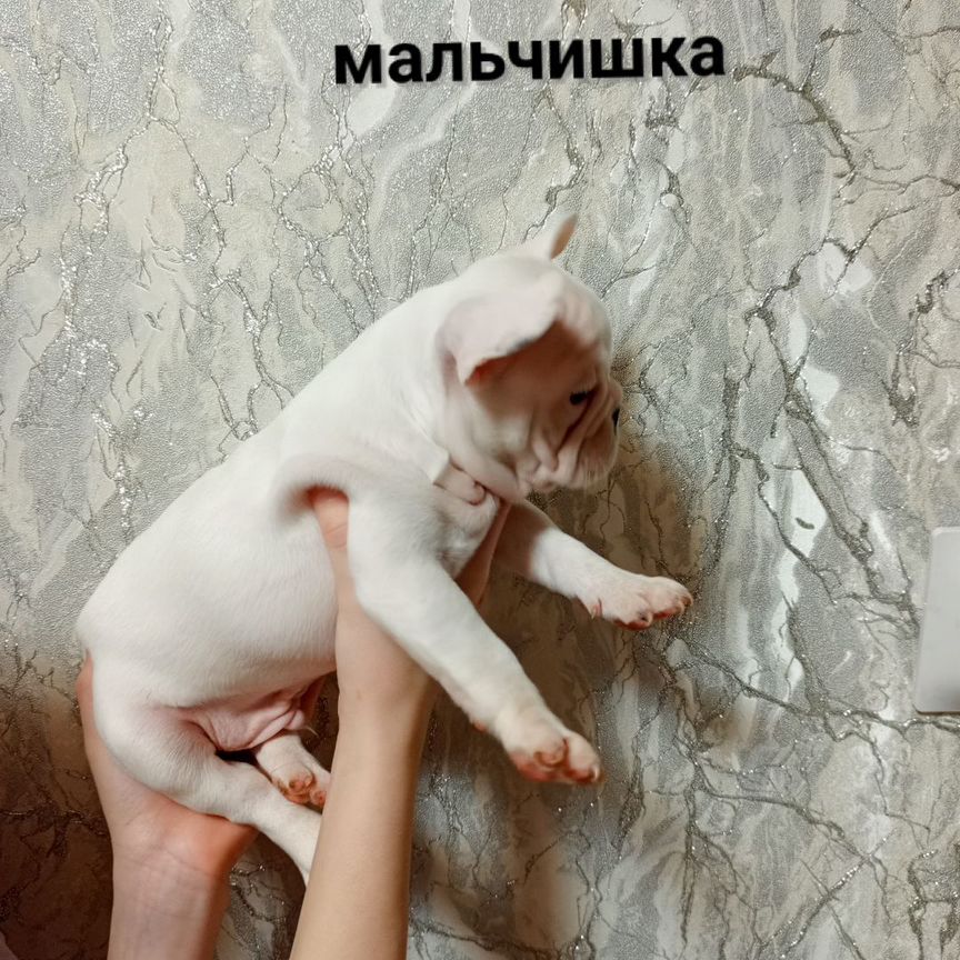 Французский бульдог щенки