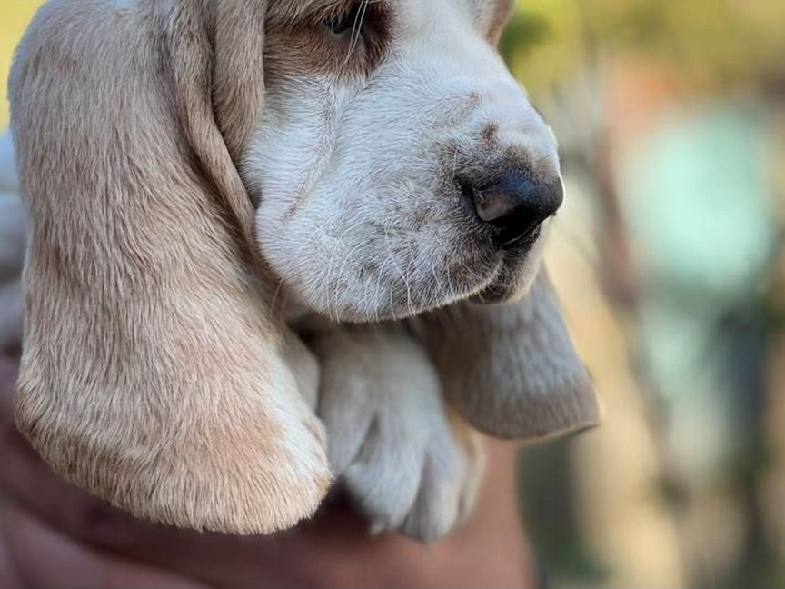 Щенки бассет хаунд