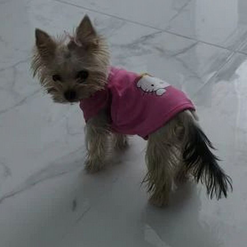 Щенок от частного владельца