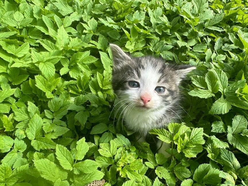 Котенок в дар