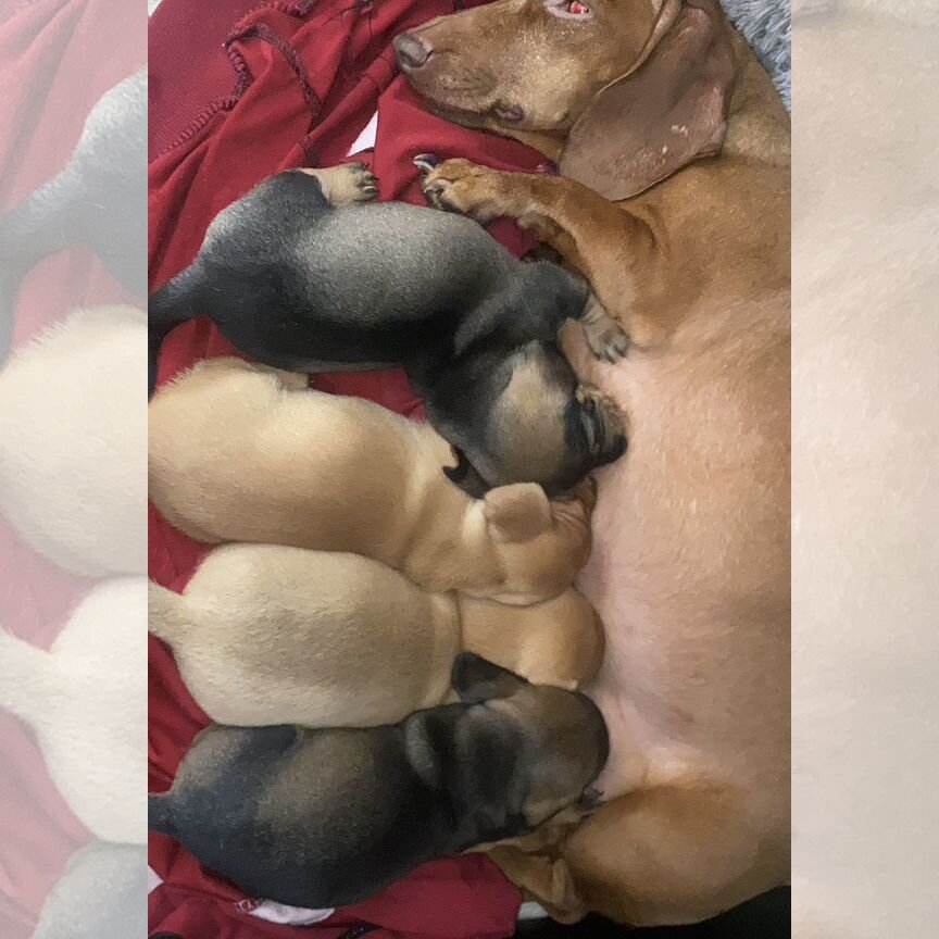 Такса, щенок