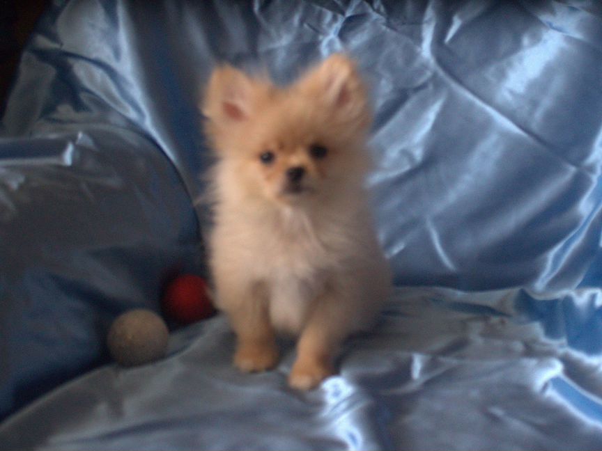 Щенки помесь Щпиц+ пекинес