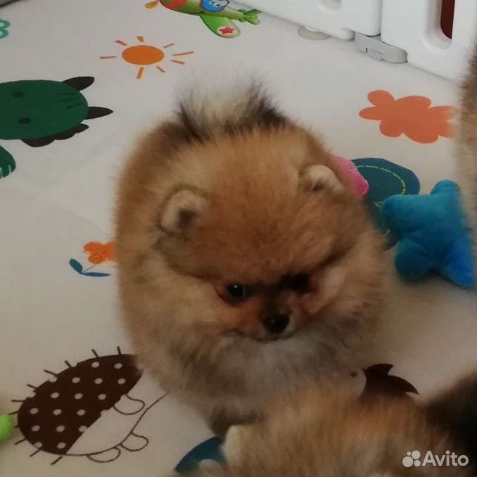 Антидепрессанты шпицовые