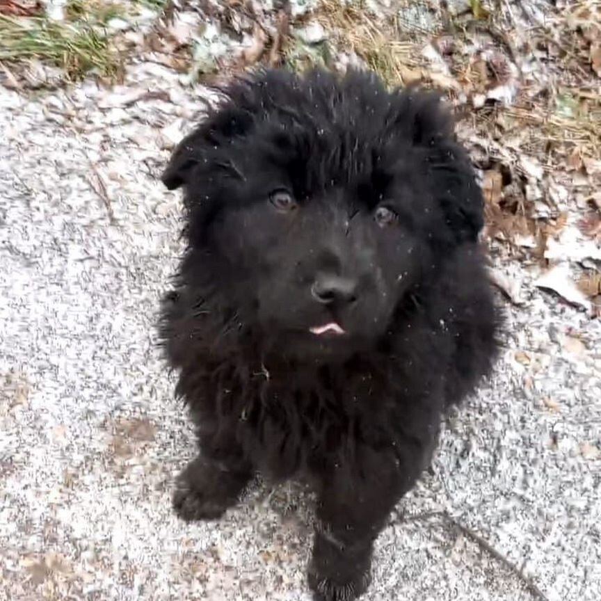 Кудряшка ищет родителей