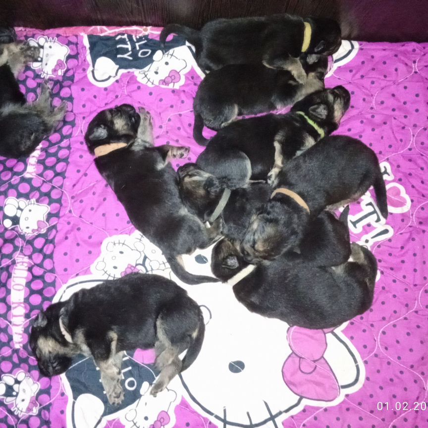 Щенки Немецкой овчарки