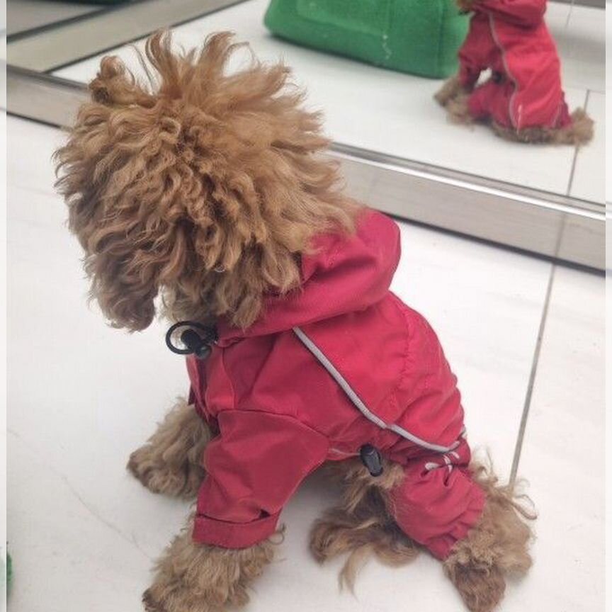 Комбез для маленькой собачки