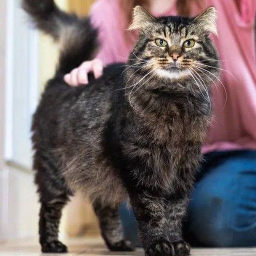 Невероятный и прекрасный Камаль ждёт вас