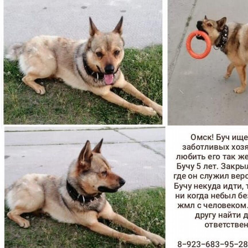 Взрослый пёс в добрые руки