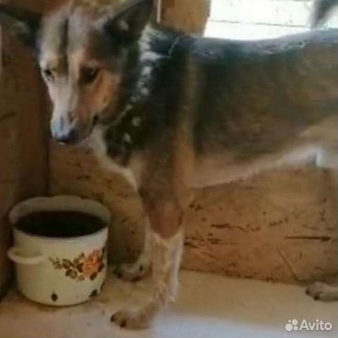 Серега из приюта