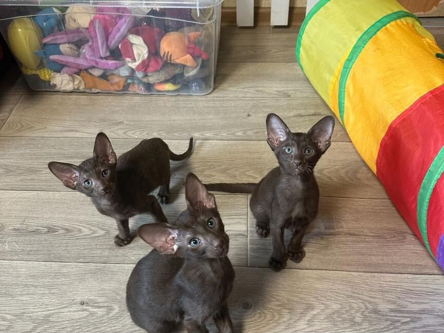 Котята ориенталы