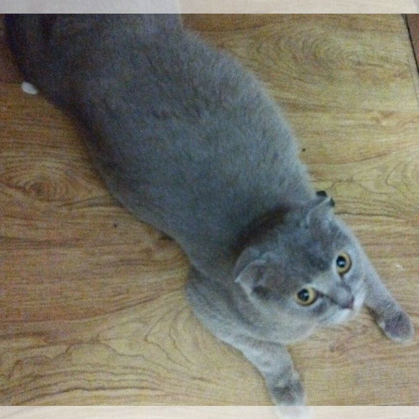 Шотландская вислоухая кошка