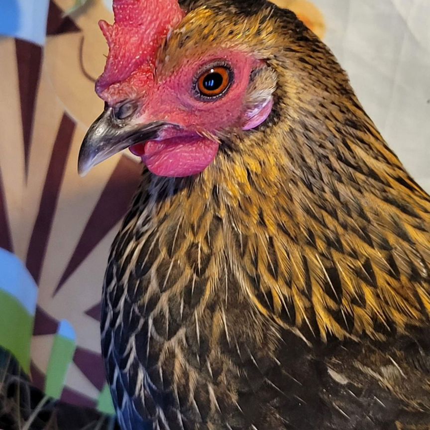 Курица карликовая бентамка