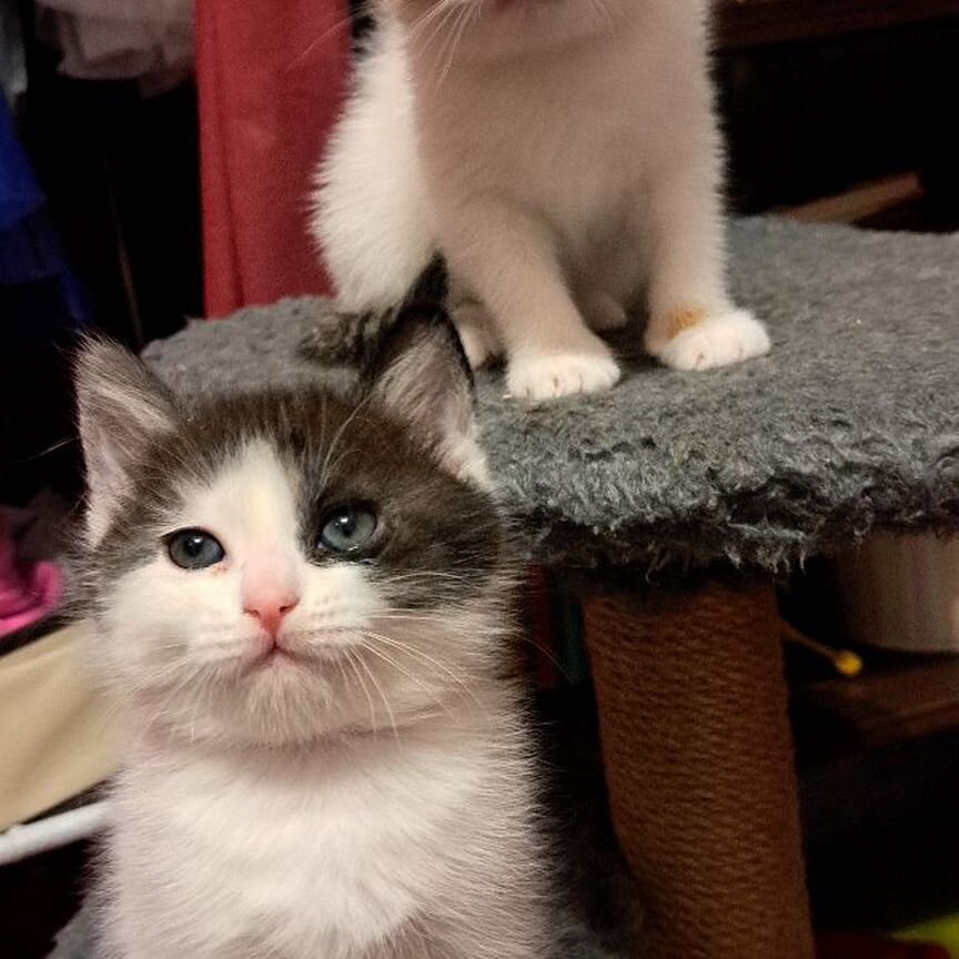 Котята в добрые руки бесплатно