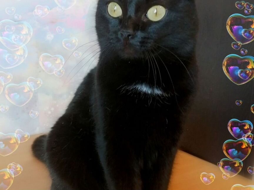 Кошечка ищет дом