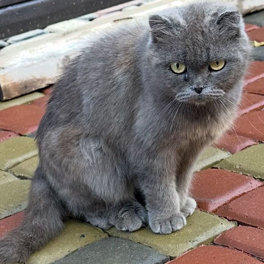 Кошки в добрые руки