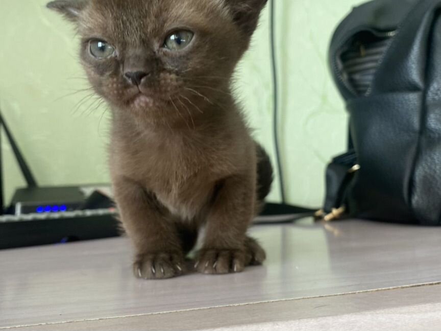 Котята бурманской кошки