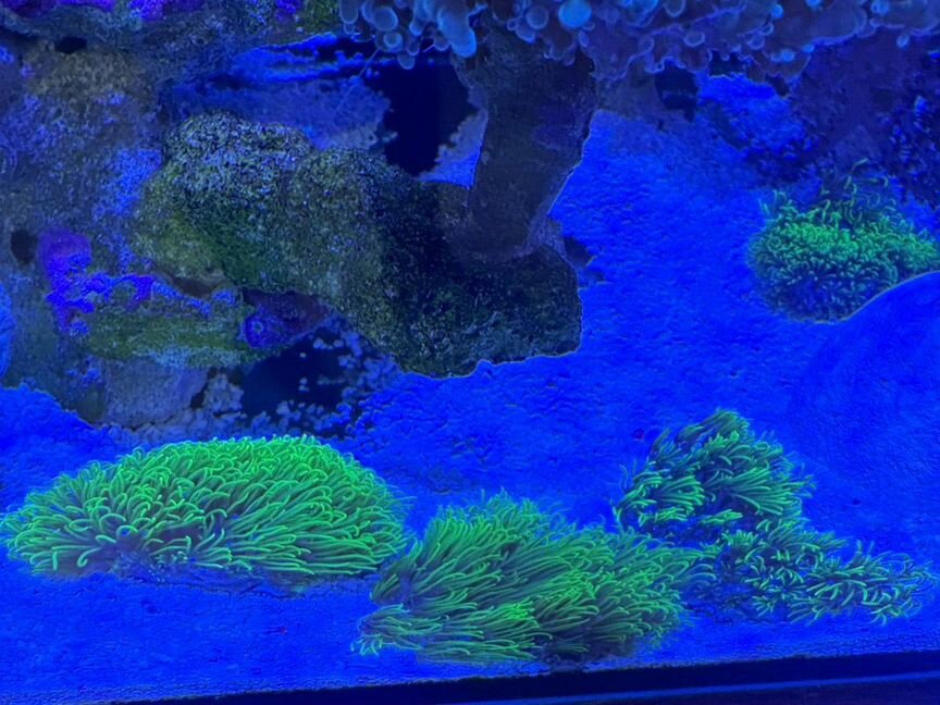 Коралл, бриариум